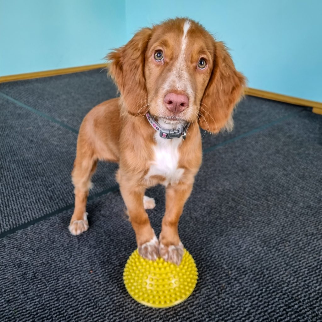 Home - Trick Dogs Training