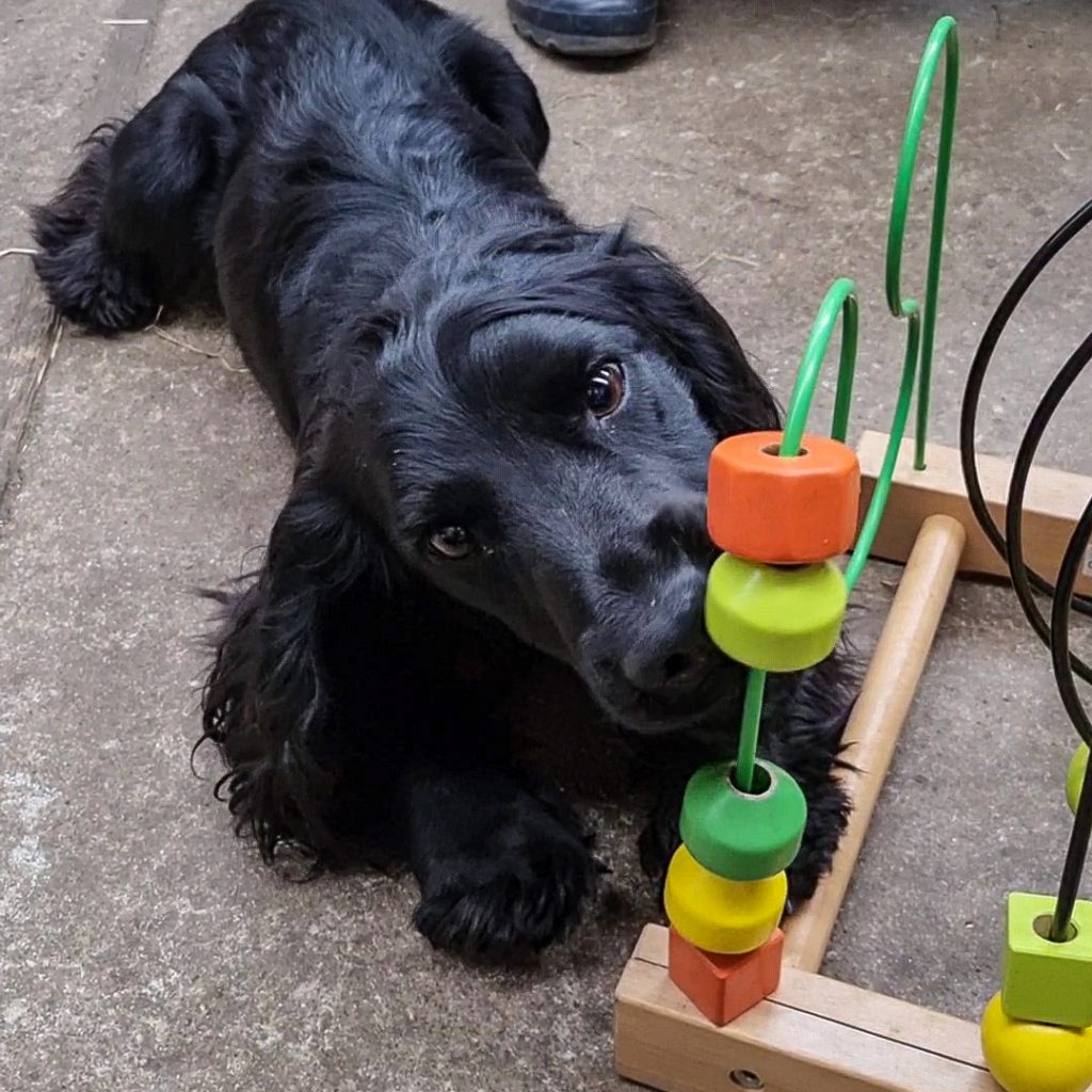Home - Trick Dogs Training
