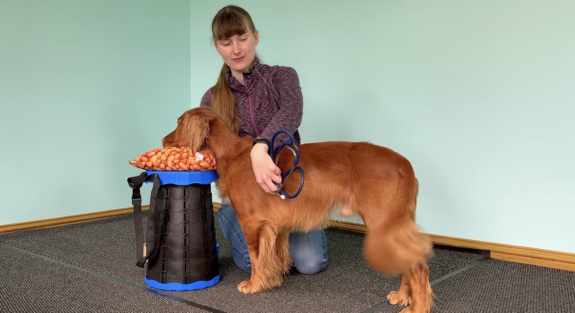 Your Courses - Trick Dogs Training