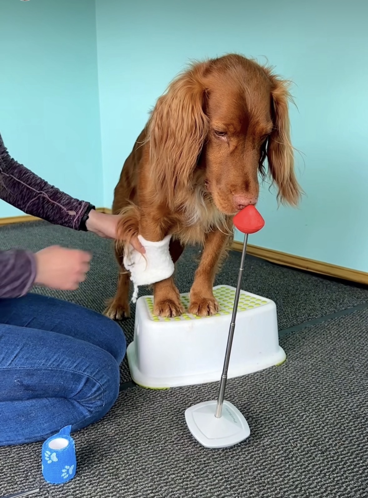 Cooperative Care Webinar Recording - Trick Dogs Training